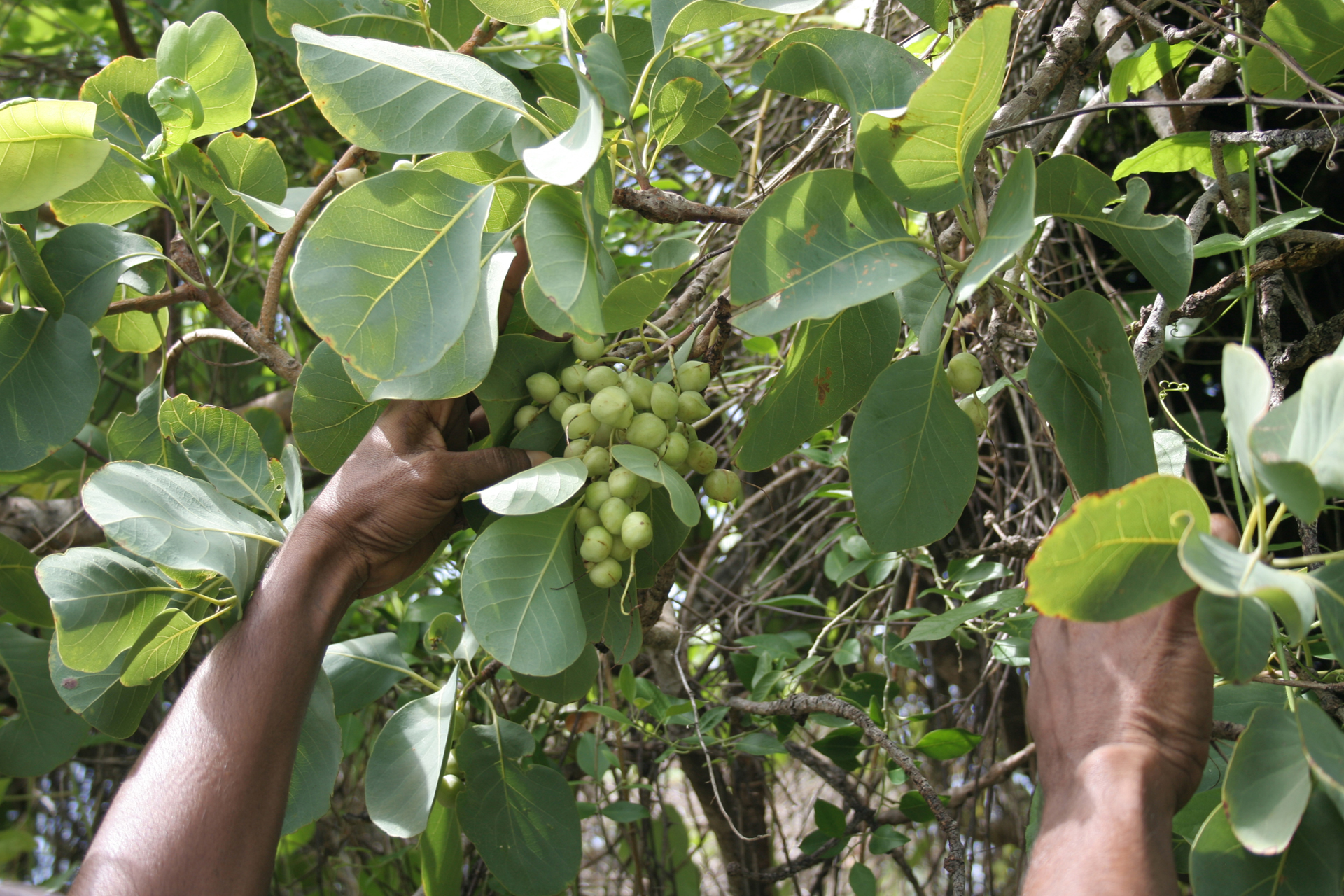 Post Galleries – Wild Foods by Vic Cherikoff